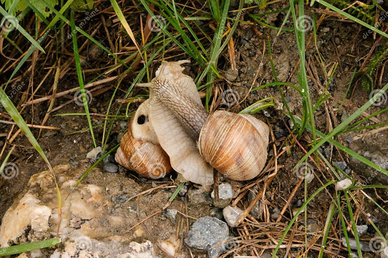 Two snails are mating stock image. Image of insect, nature - 112708811