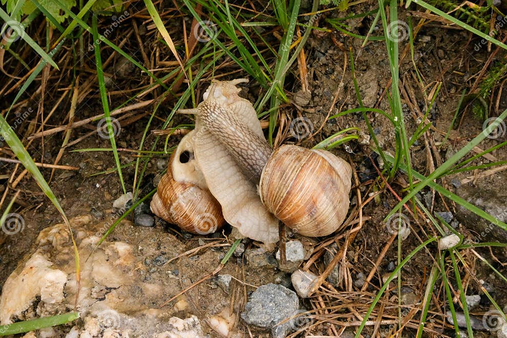 Two snails are mating stock image. Image of insect, nature - 112708811