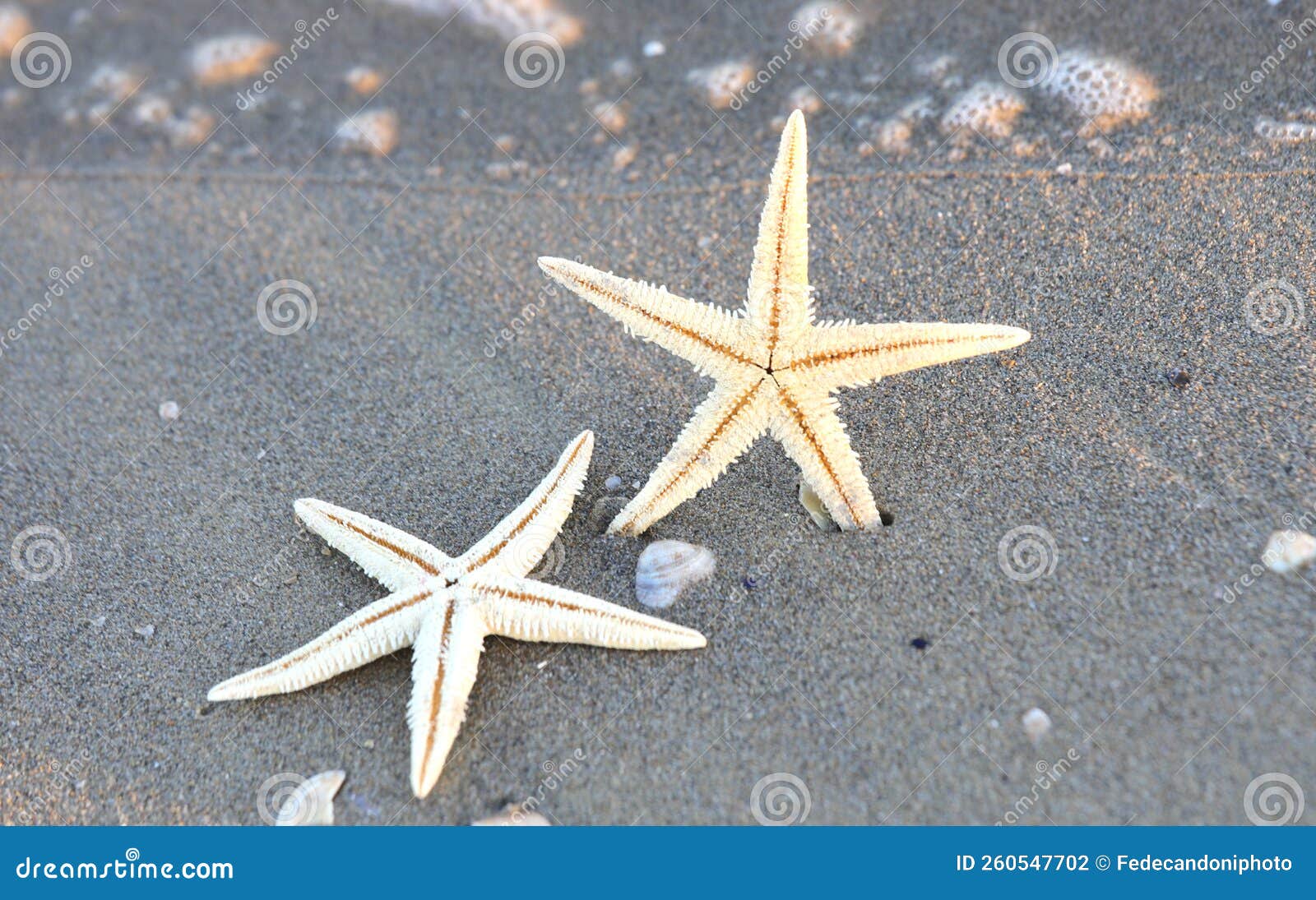 Two Large Starfish on the Shore of the Beach by the Sea Stock Photo ...