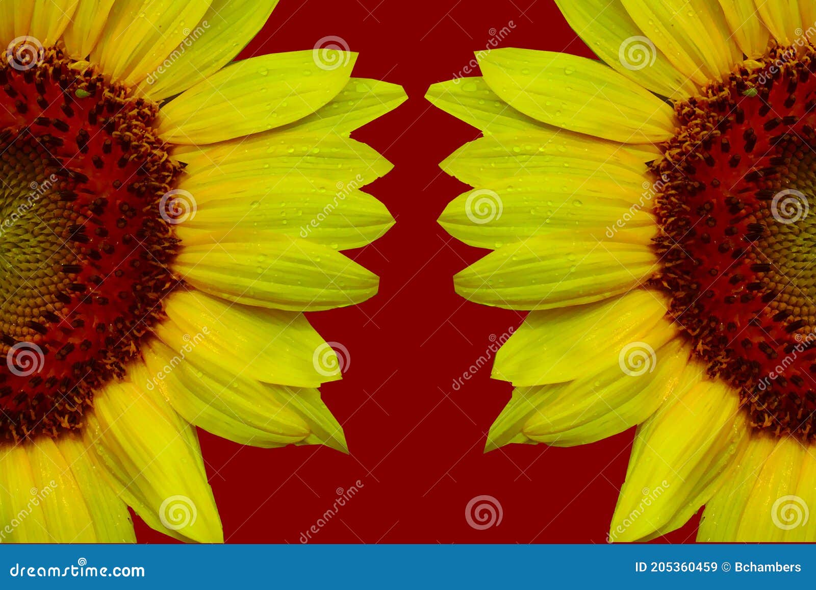 Red Background with Two Large Sunflowers Stock Image - Image of ...