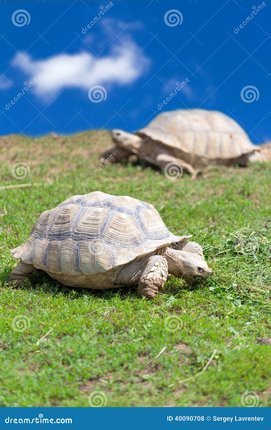 Two large tortoises stock photo. Image of turtle, grass - 40090708