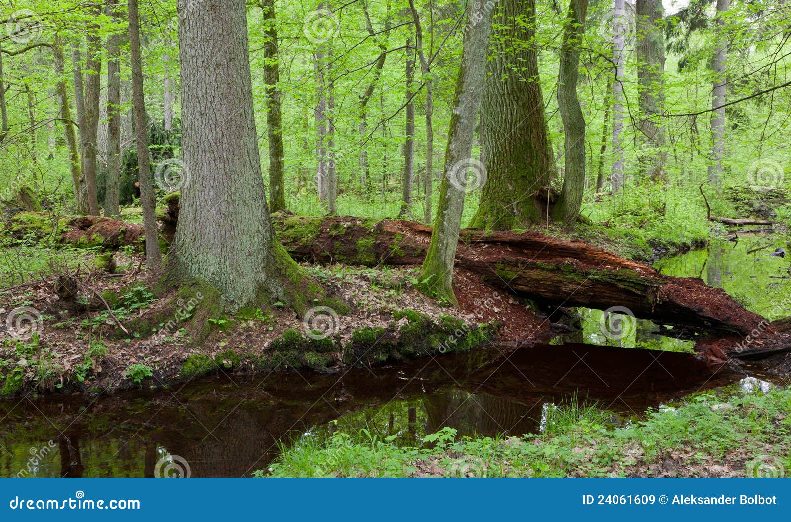 Two Large Tree by Slow Flowing River Stock Image - Image of sunny ...