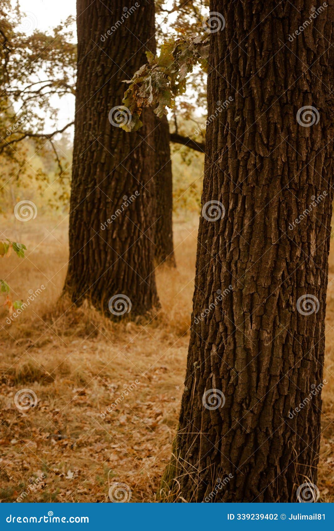 Two Large Tree Trunk Oak on a Background of Yellow Leaves Stock Photo ...