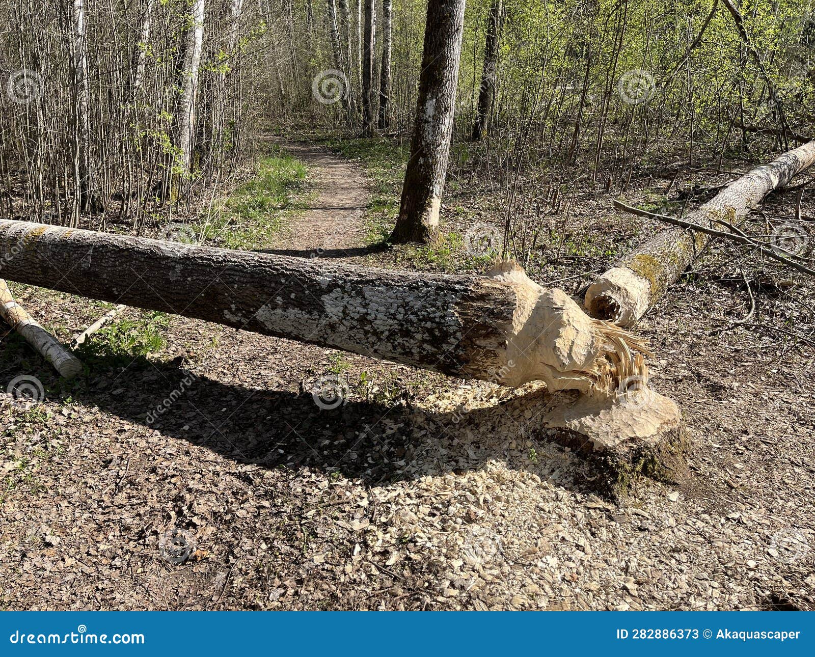 A Two Large Tree Trunks Gnawed by Beavers in the Forest. Stock Image ...
