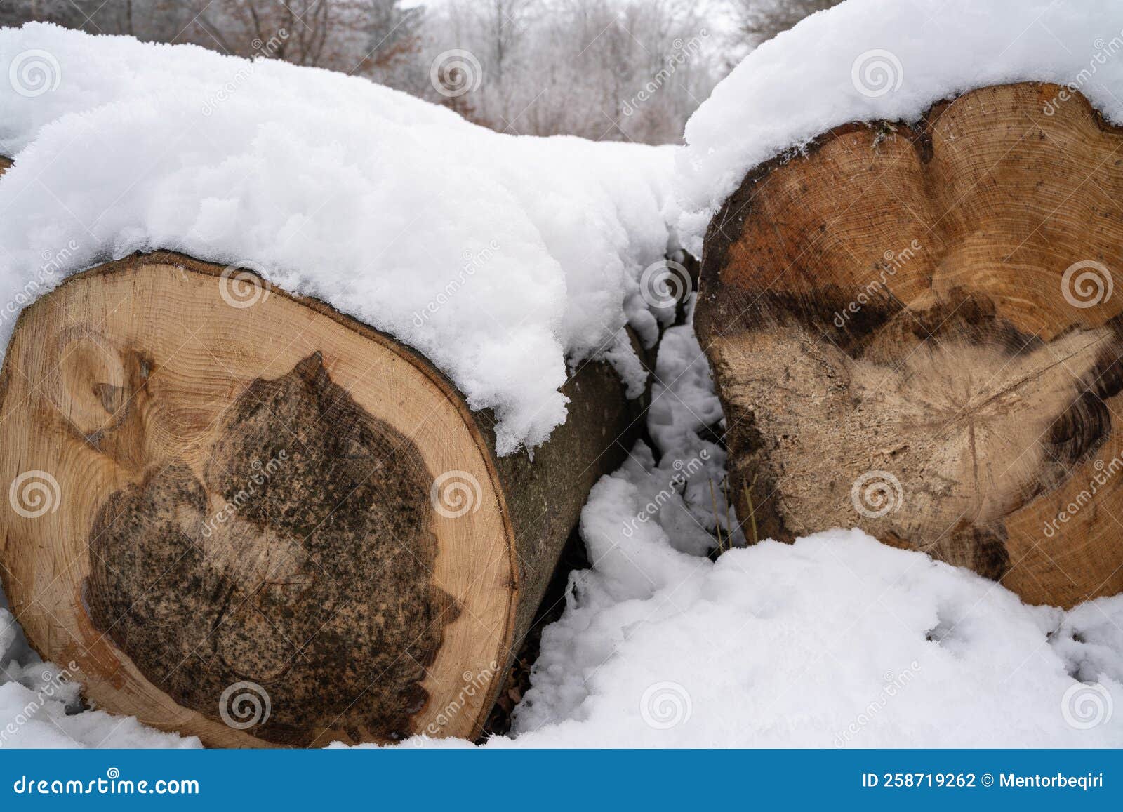 Two Large Tree Trunks Sawed Off and Lying on the Forest Floor Covered ...