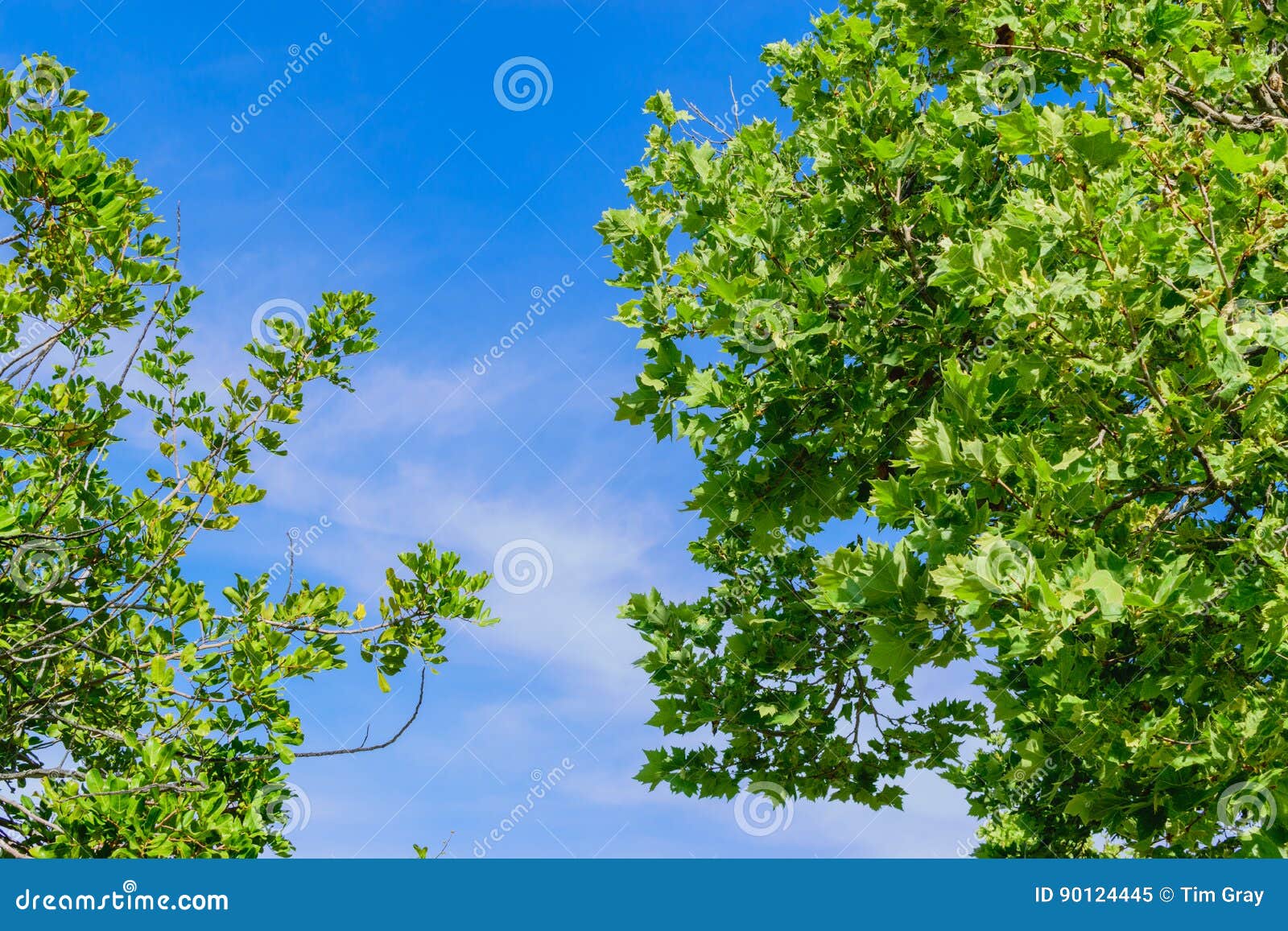 Two Large Trees with Blue Sky Stock Image - Image of rural, autumn ...