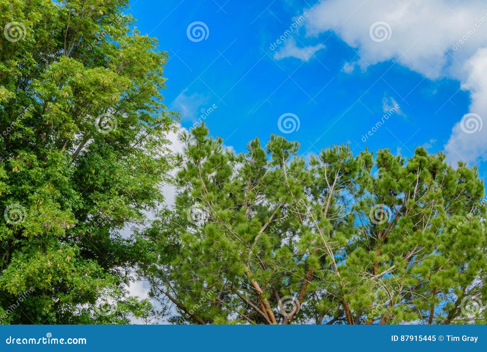 Two large trees at a park stock image. Image of trees - 87915445