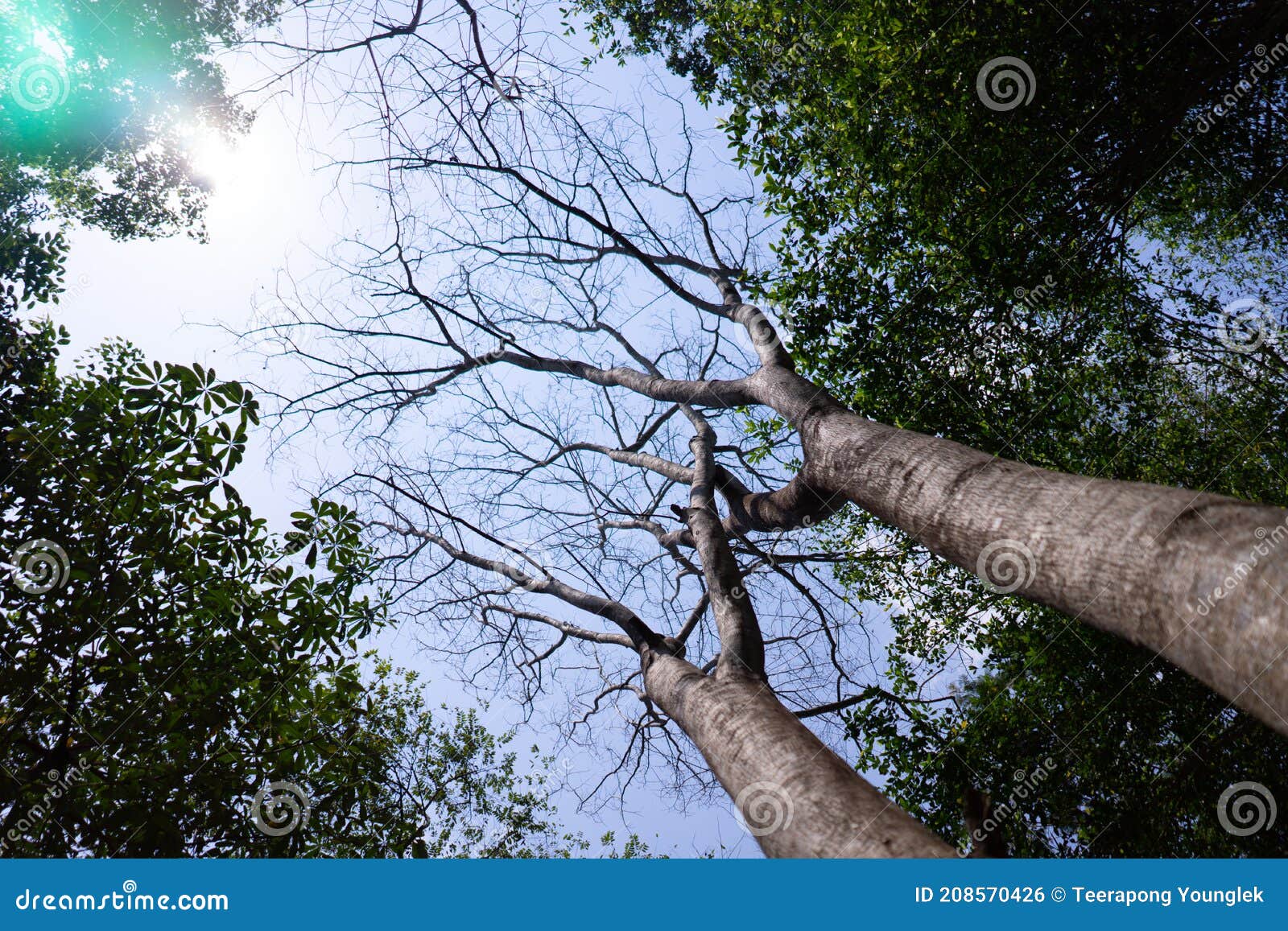 Two Large Trees that are Standing Together for Many Years in the Big ...