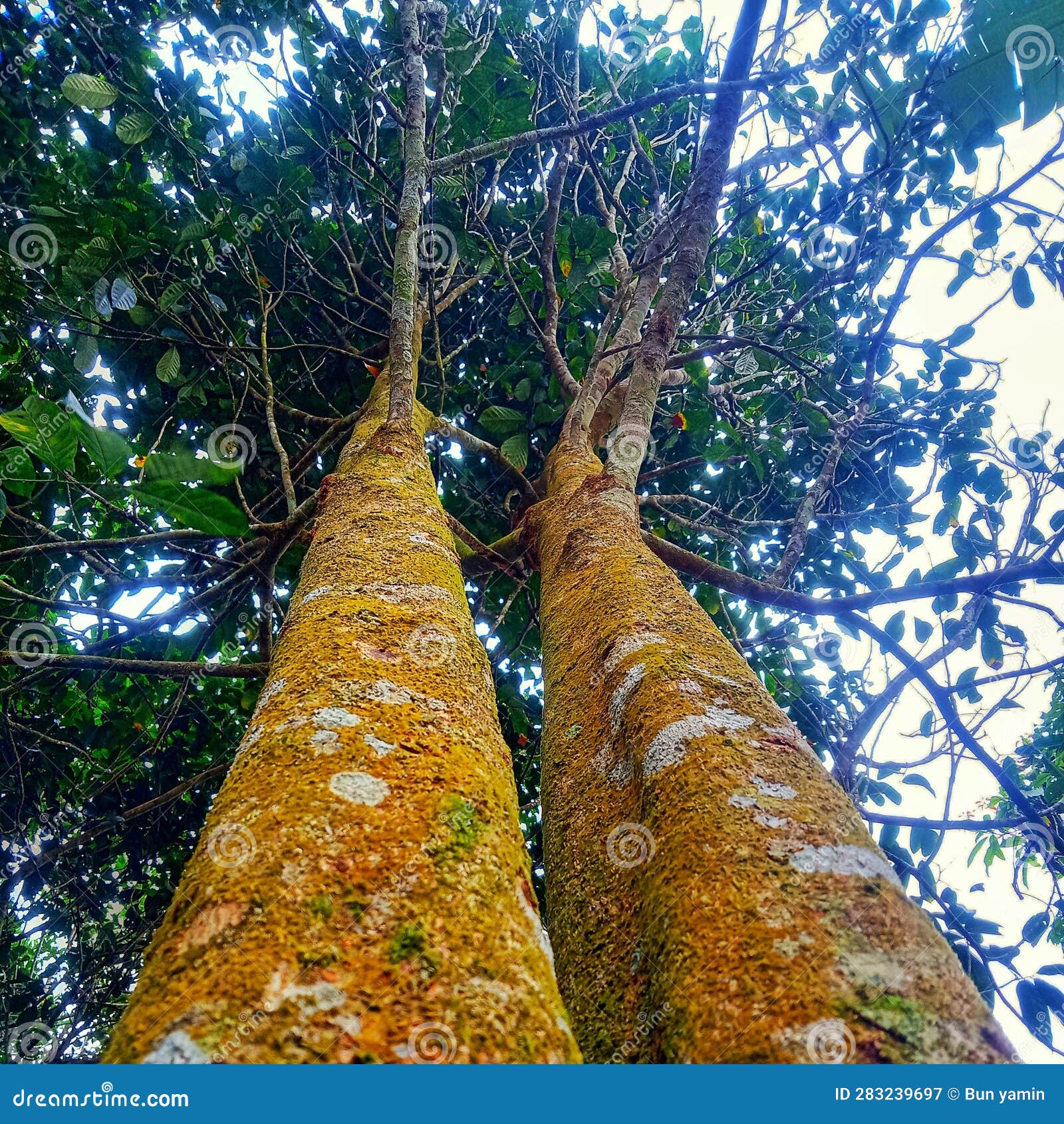 Two Large Towering Trees in the Estate Stock Image - Image of nature ...