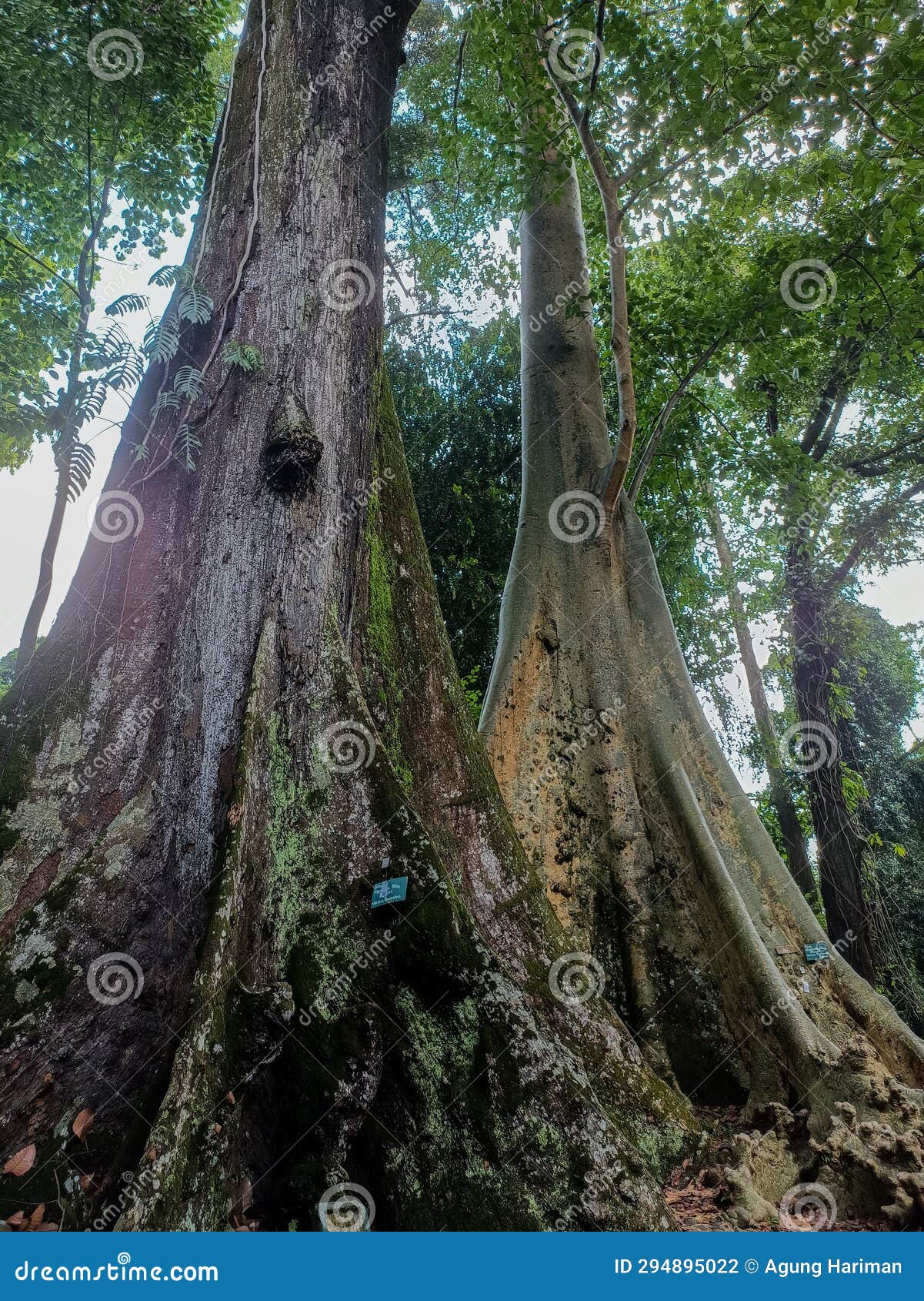 Two Large Trees Towering in the Middle of the Garden Stock Photo ...