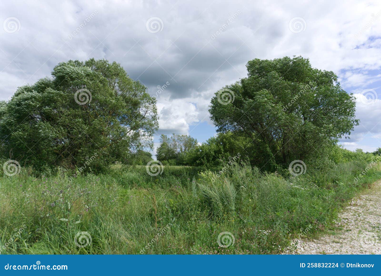 Two Large Trees in the Village in Summer Stock Photo - Image of plant ...