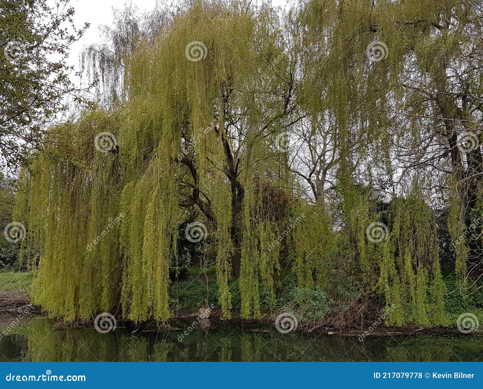 Weeping Willow Trees by a Suffolk River Stock Photo - Image of leaf ...