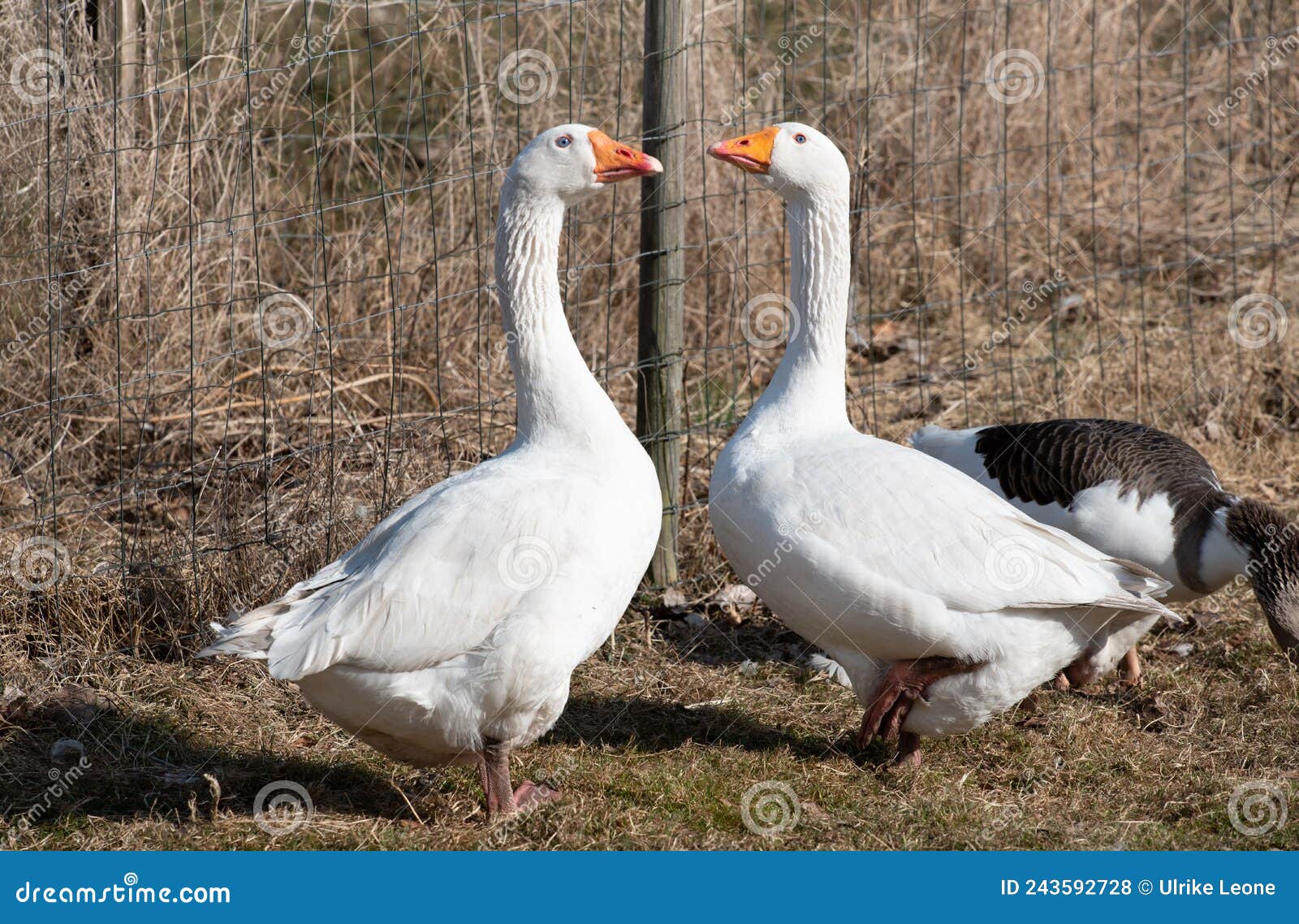 Two Large White Geese Face Each Other in an Enclosure and Look at Each ...
