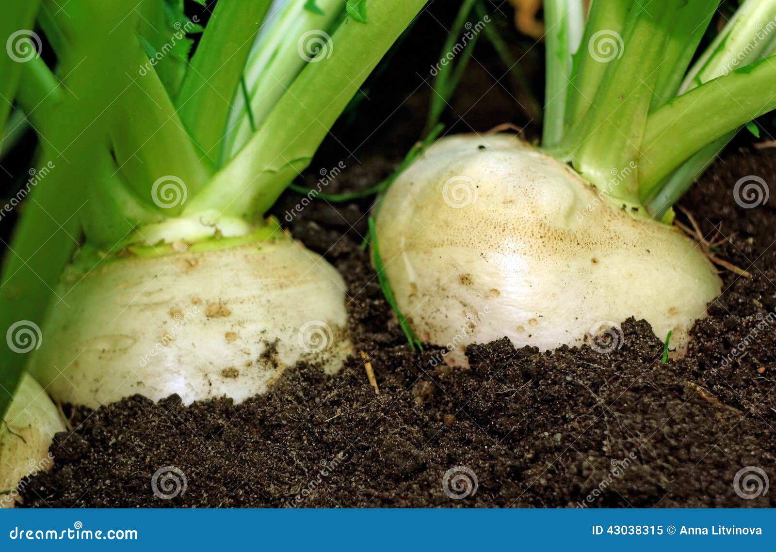 Two Large White Turnips on a Bed in the Ground Very Close Up Stock ...