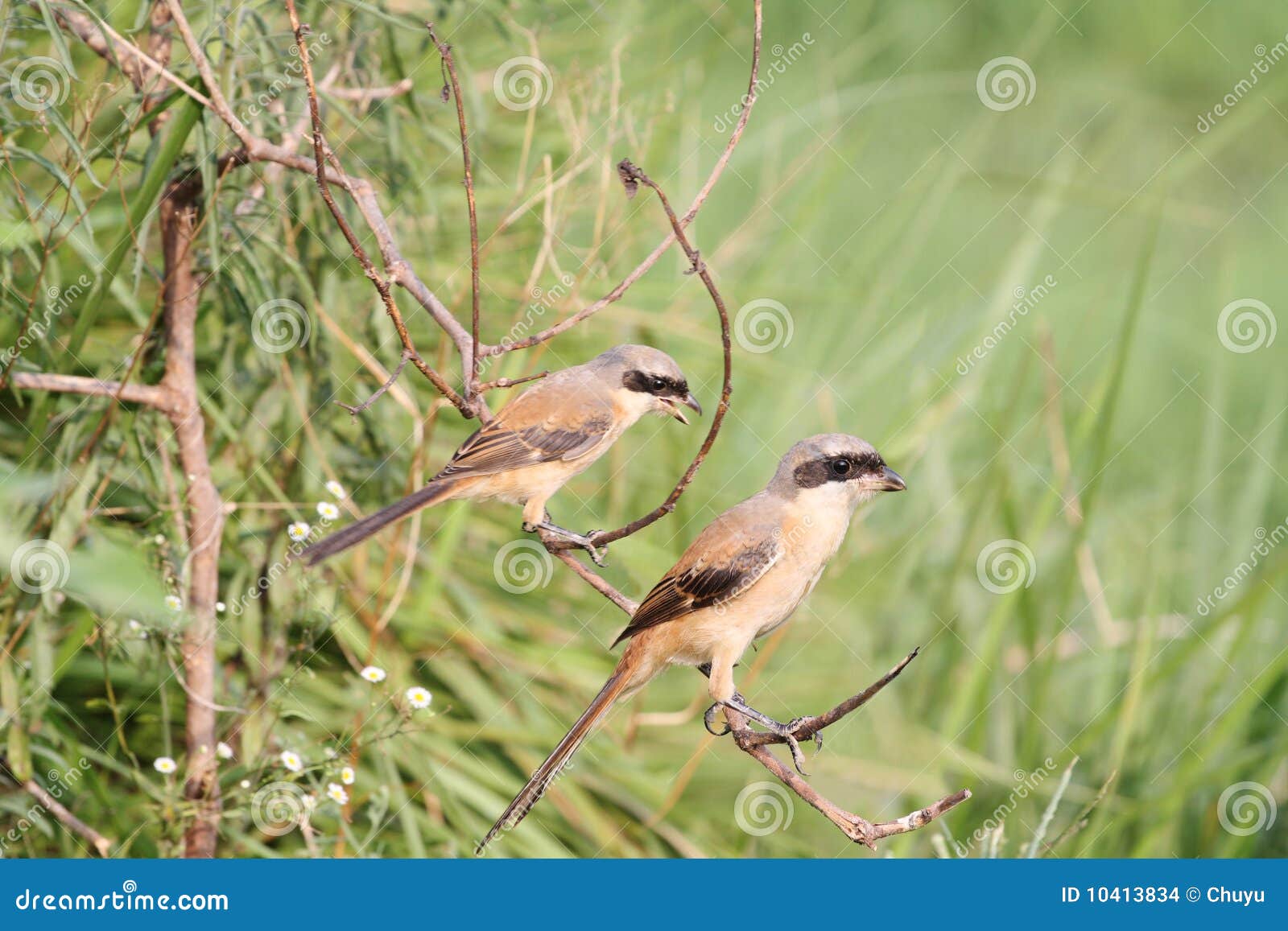 Two larks stock photo. Image of lark, twig, passeriforme - 10413834