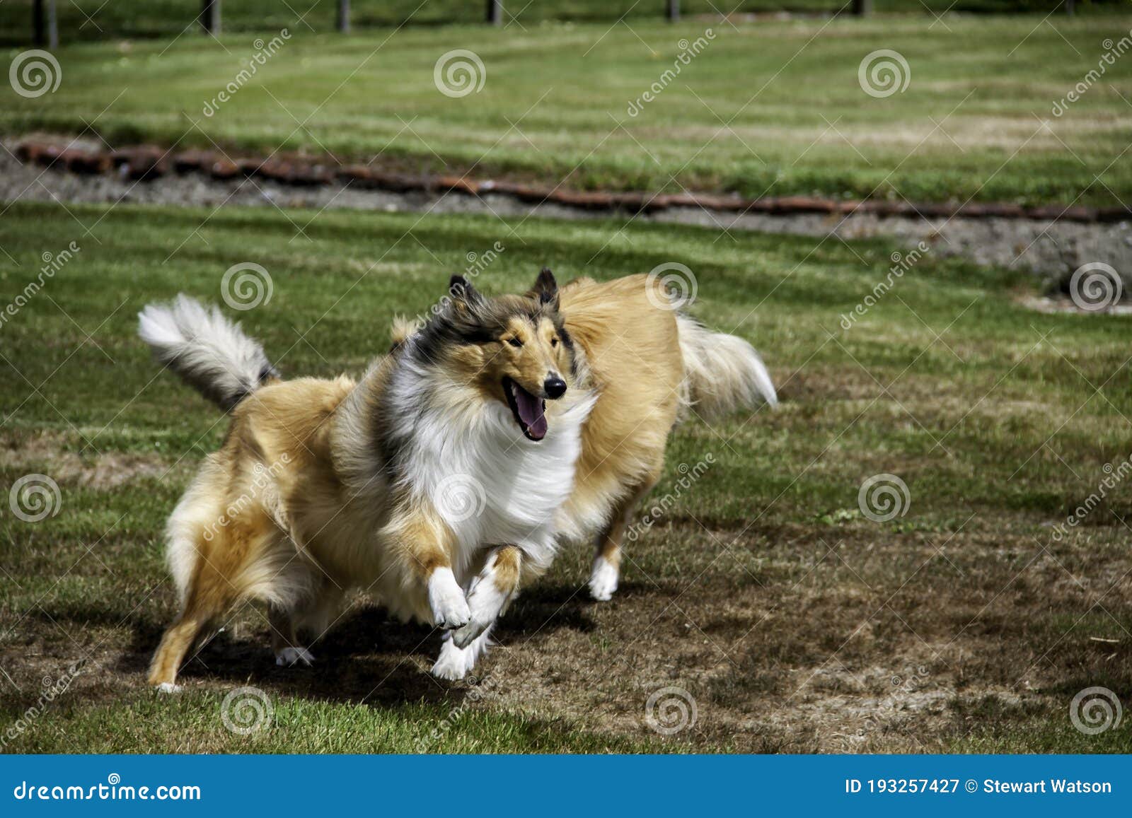 Two Lassie Rough Coated Collies Stock Image - Image of rough, sheepdog ...