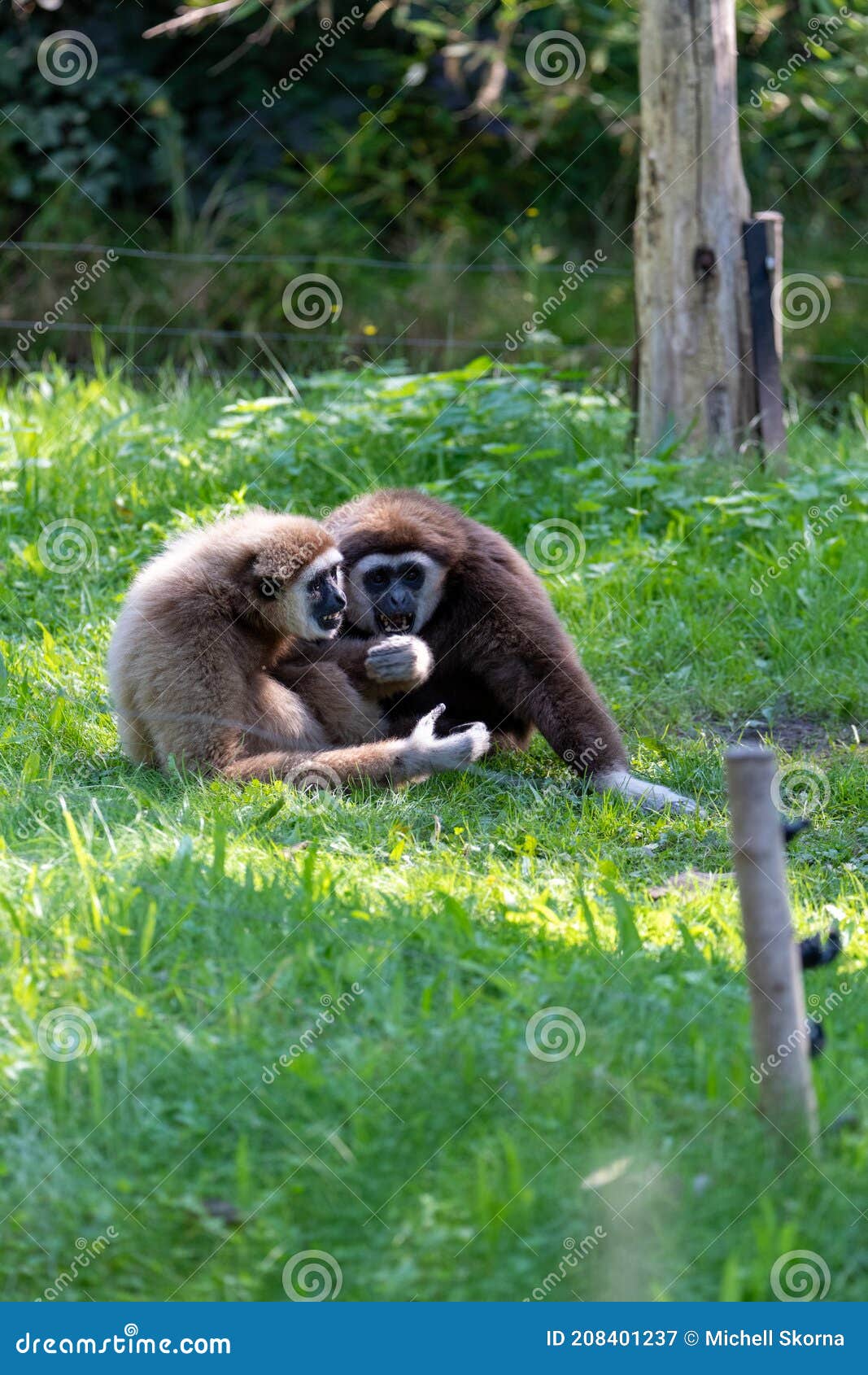 Two Laughing Gibbons Sitting on the Ground Stock Image - Image of close ...
