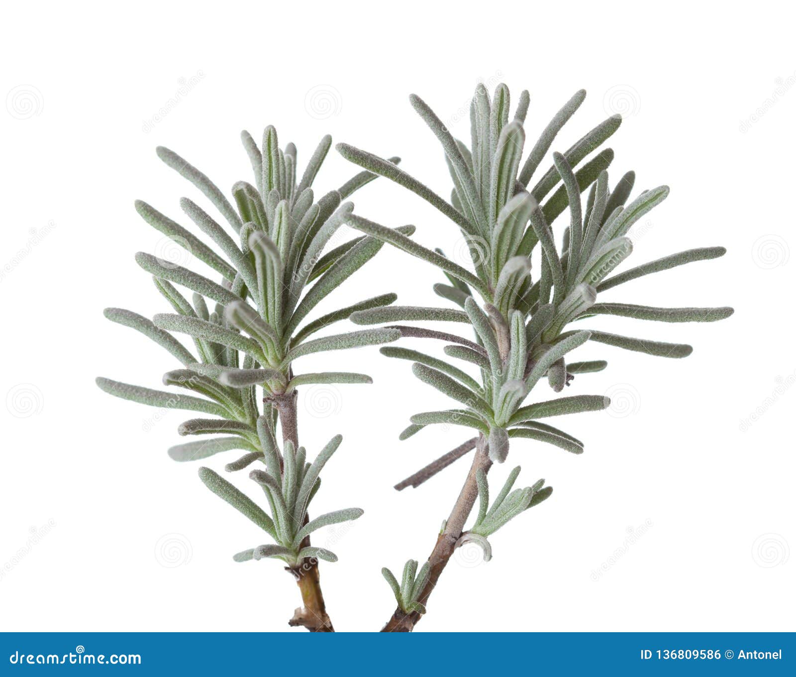 Two Lavender Branches Isolated on White Background Stock Photo - Image ...