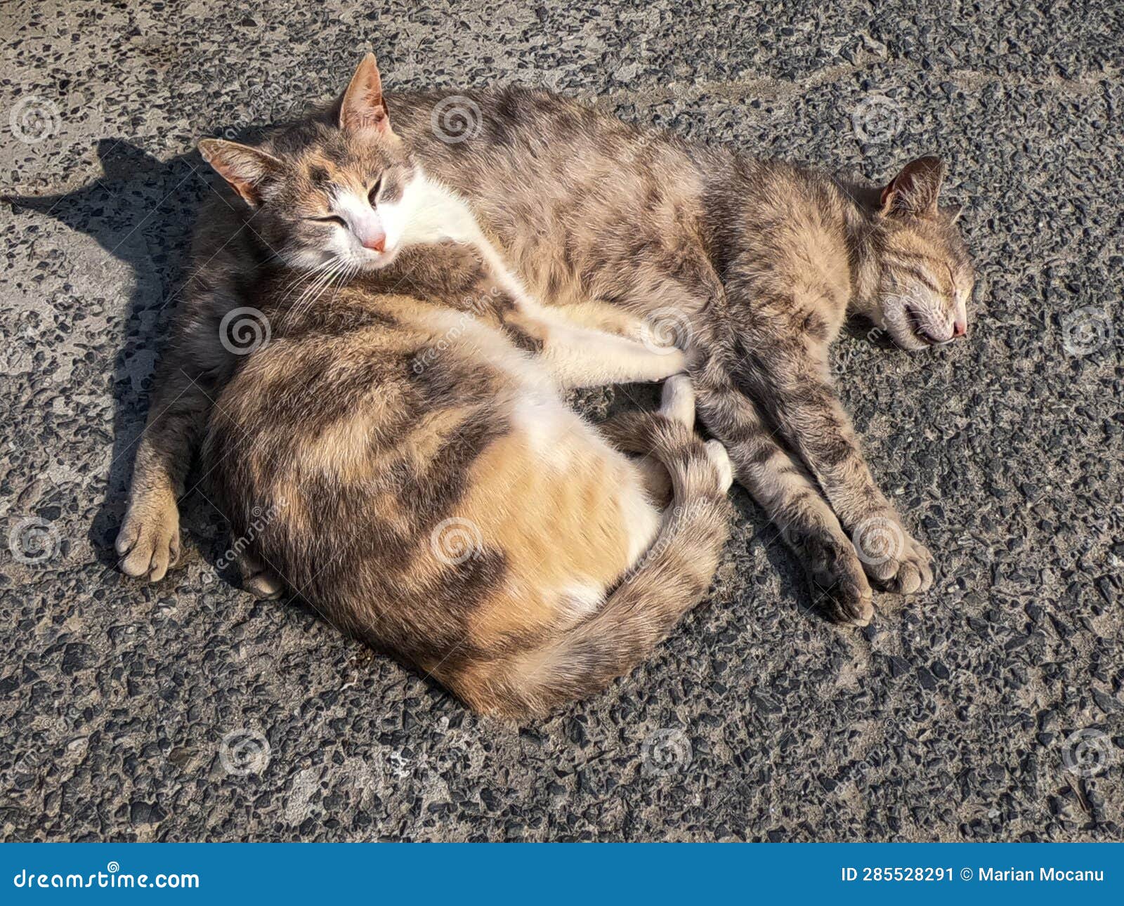 Two Lazy Cats Sleep on the Floor Stock Image - Image of sunny ...