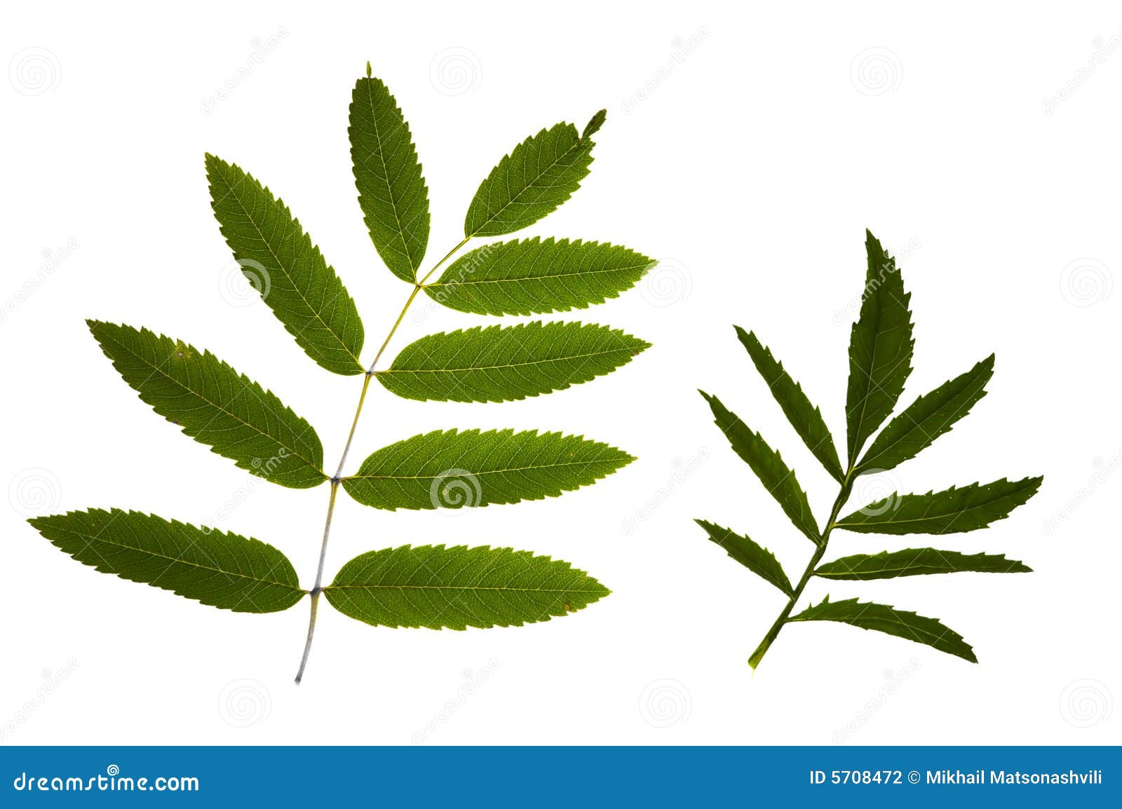 Two leaf stock photo. Image of herbarium, leaf, isolated - 5708472