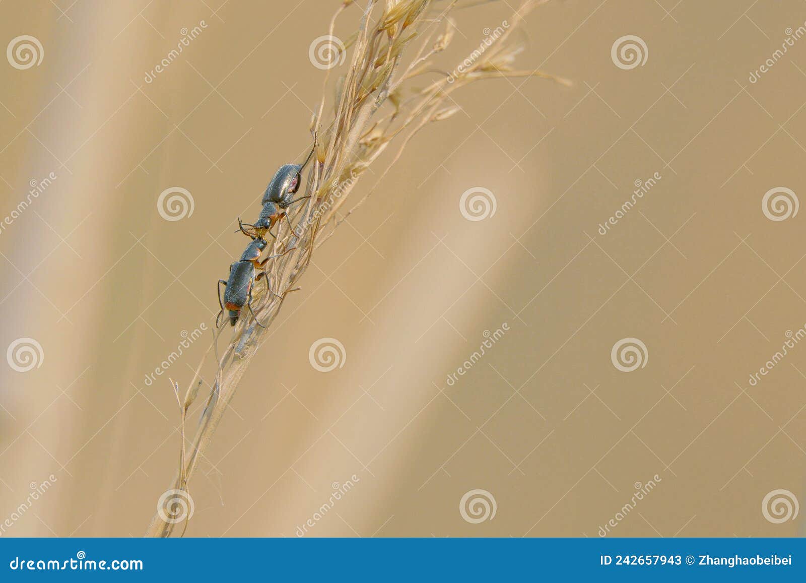 Two leaf beetles stock image. Image of beetles, animal - 242657943