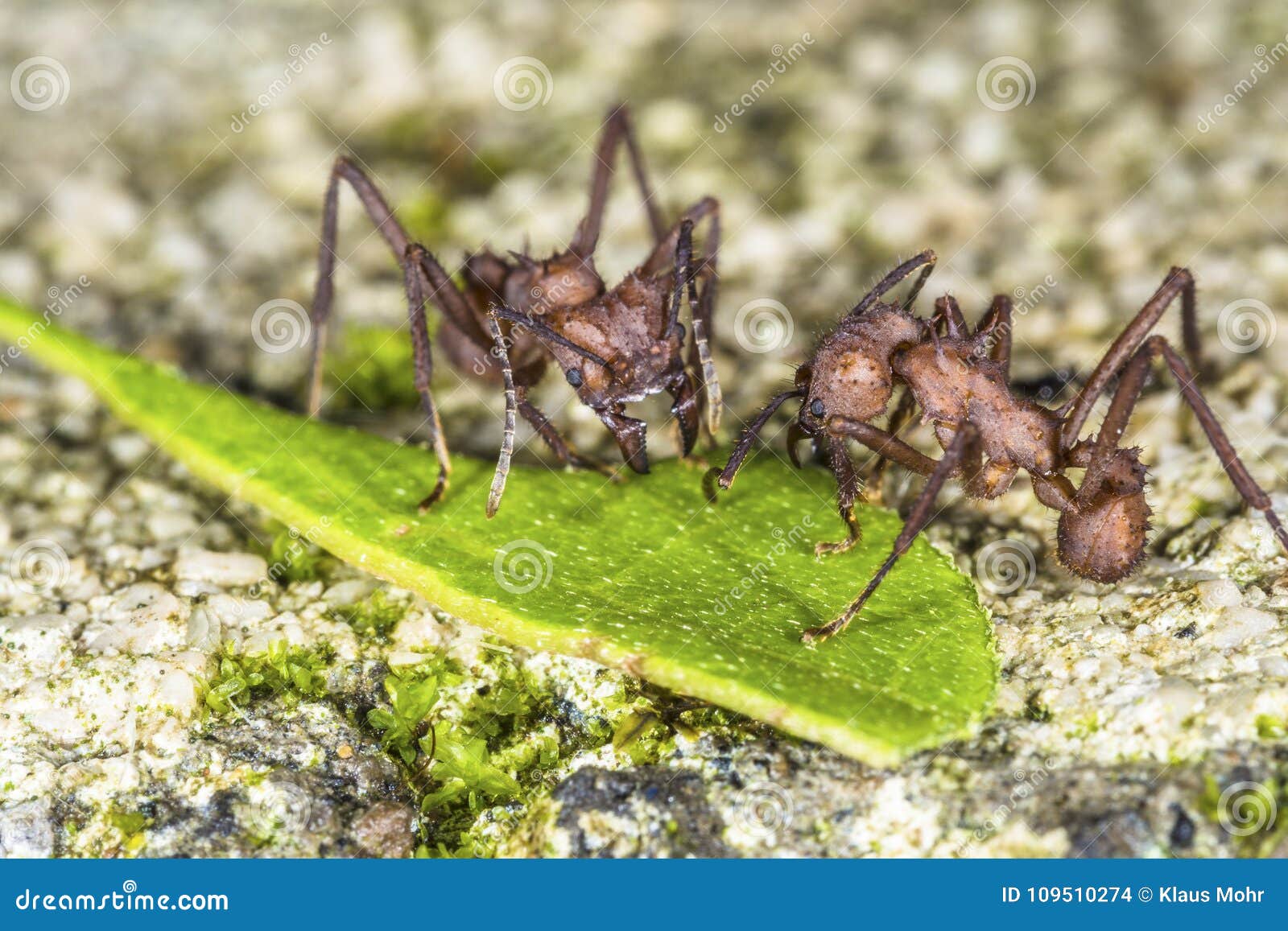 Two Leaf-cutter Ants Compete for a Cut-off Leaf Part. Stock Photo ...