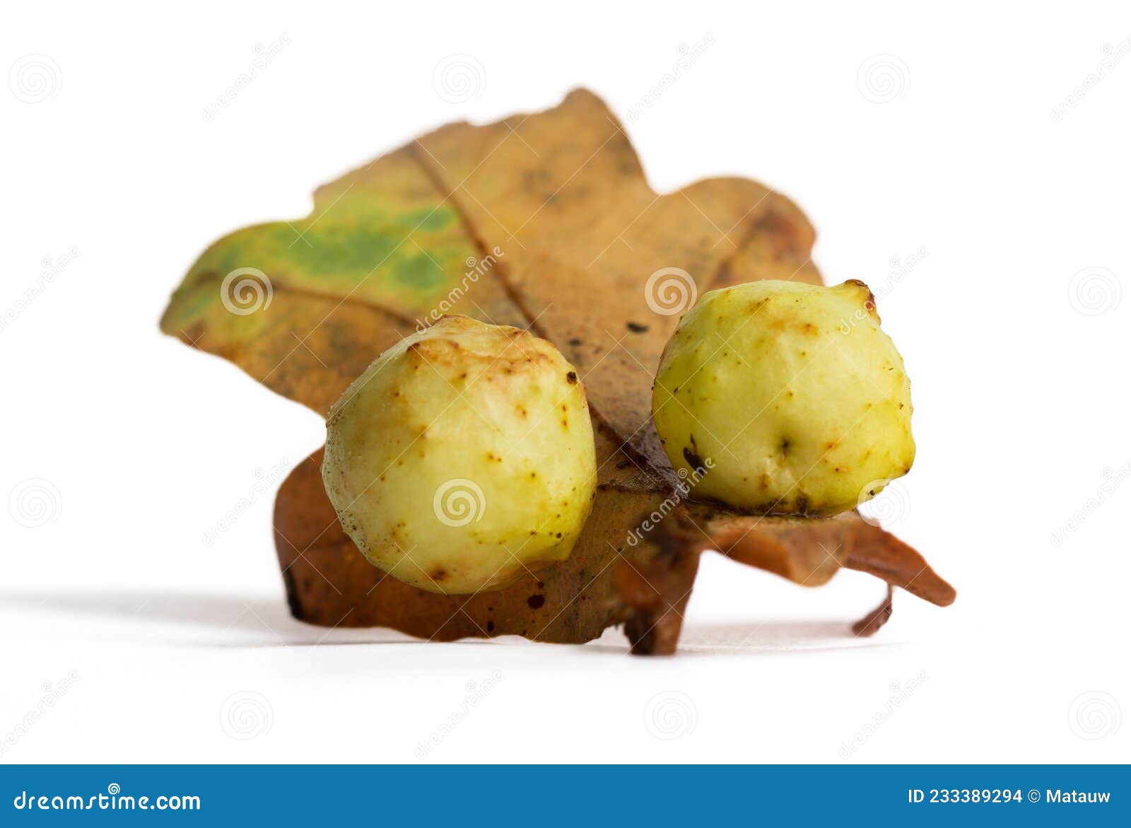 Two leaf galls stock photo. Image of infected, closeup - 233389294