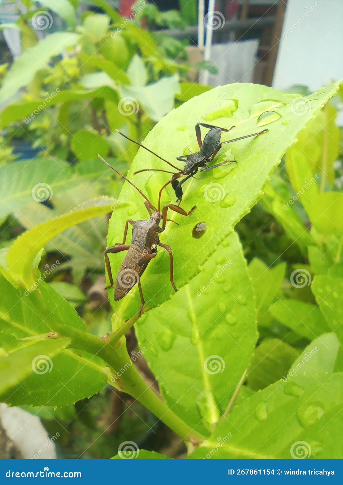 Two Leaf Insect Pests in Battle Stock Photo - Image of battle ...