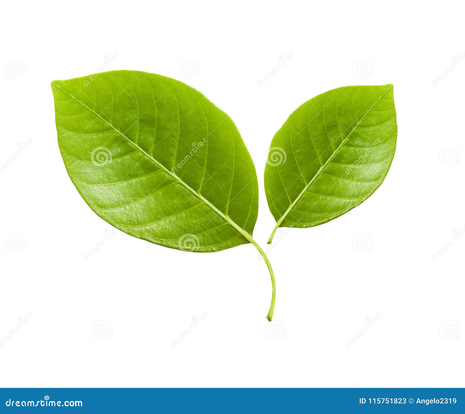 Two leaf stock image. Image of supply, ecology, white - 115751823