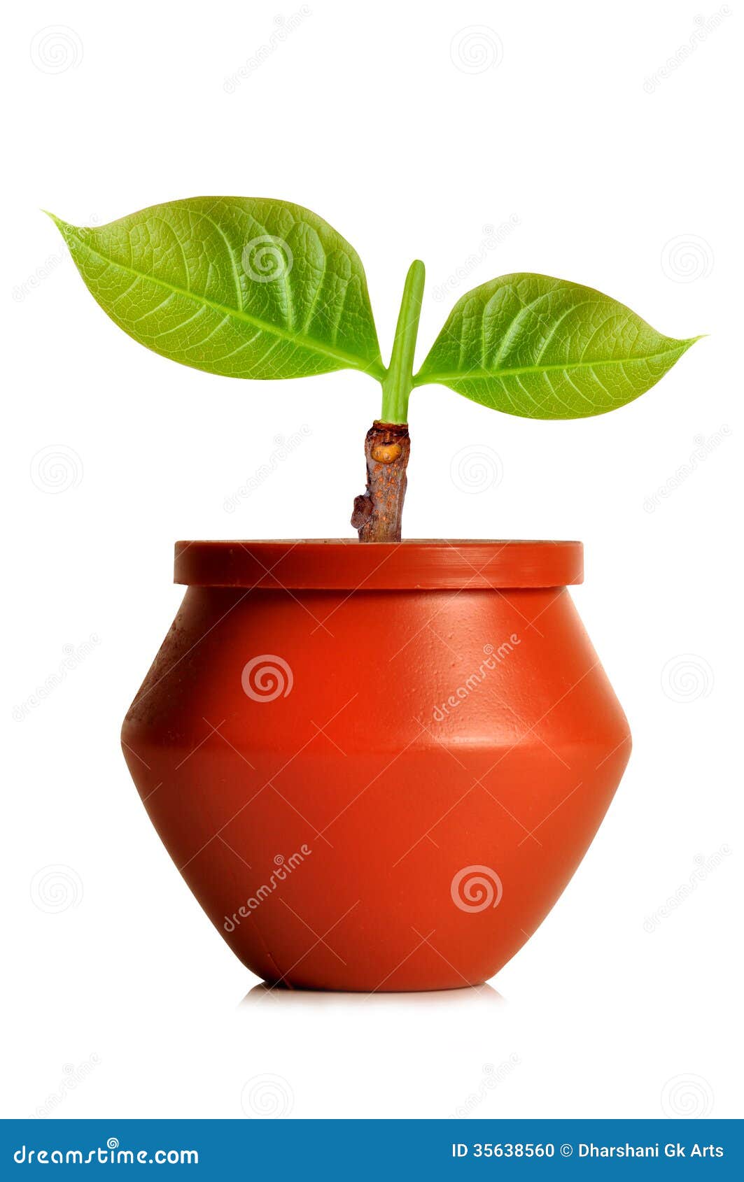 Two leaf plant stock photo. Image of isolated, development - 35638560