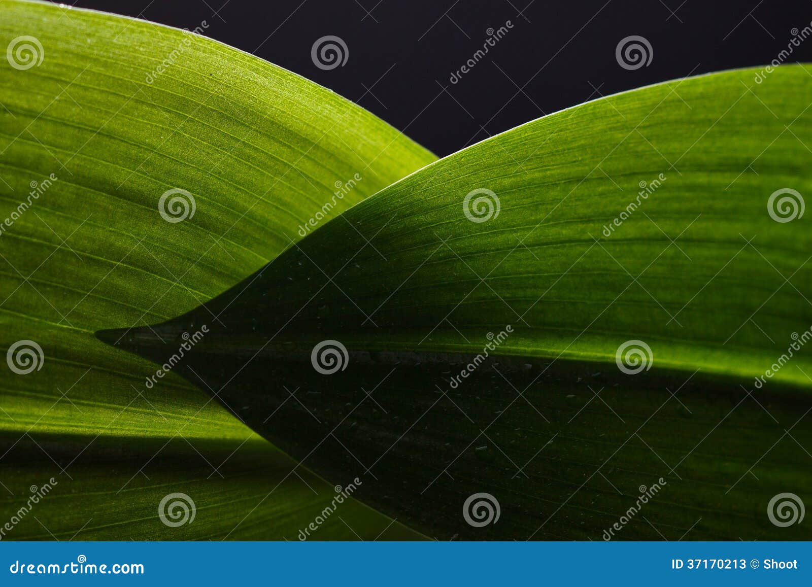 Two Leafs in Dark Background Stock Image - Image of flower, minimalism ...