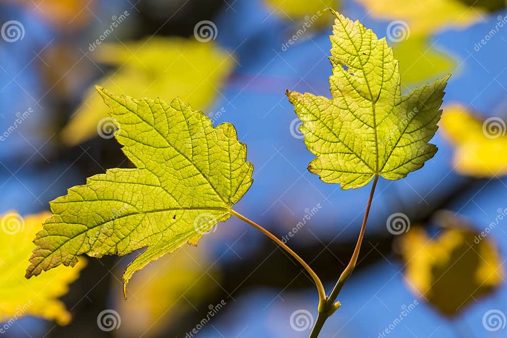 Two leafs stock photo. Image of fall, tree, plant, leafs - 81254308