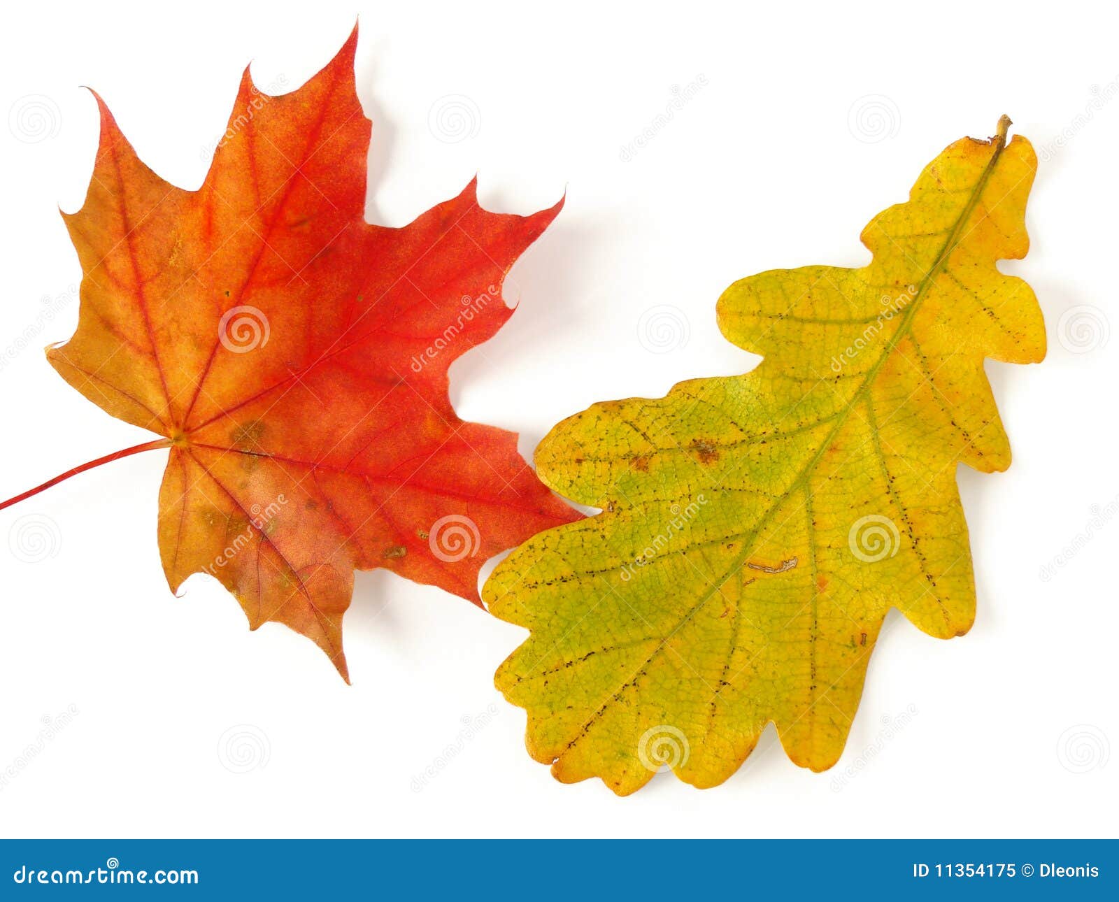 Two leaves stock image. Image of flora, crimson, awesome - 11354175