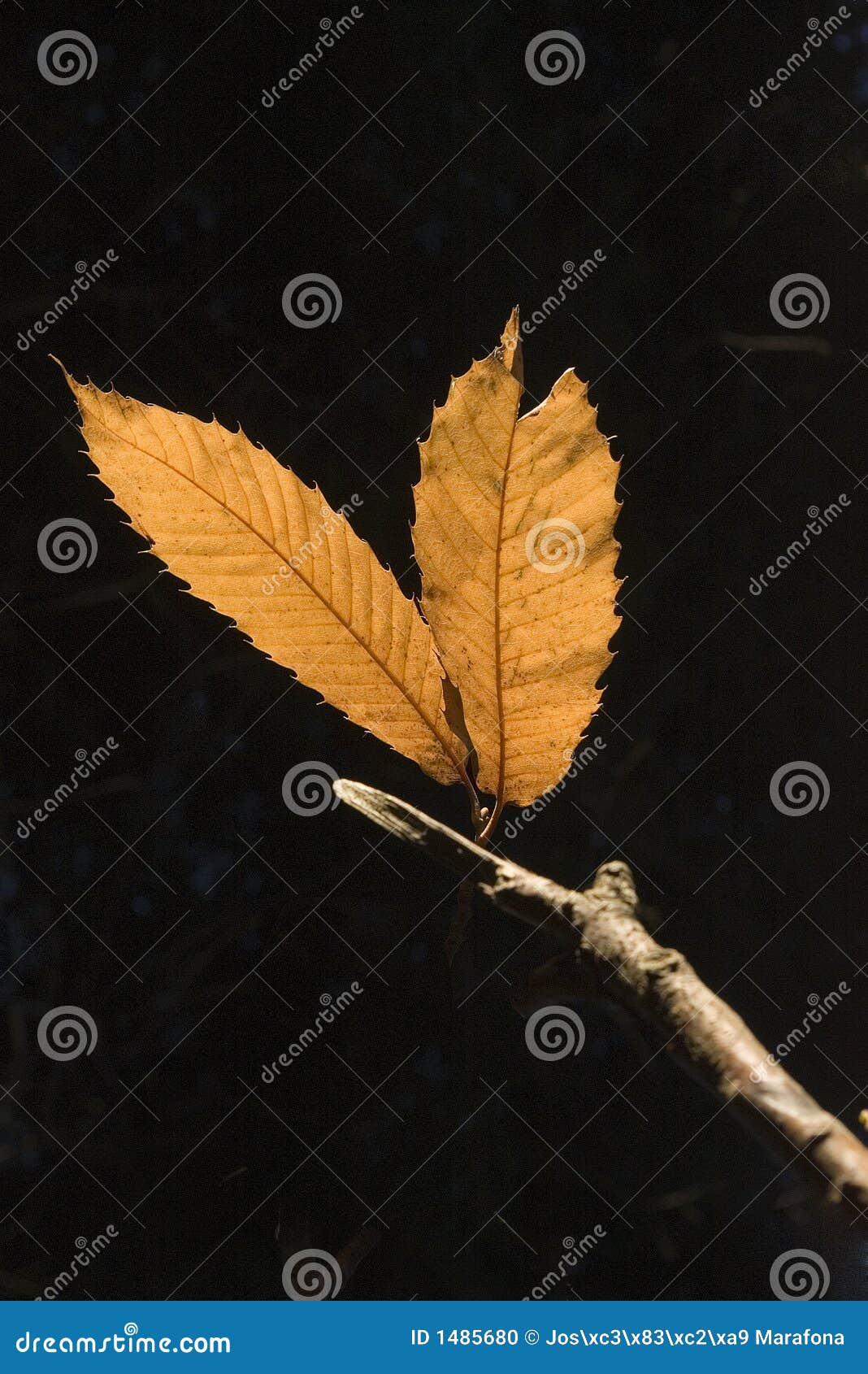 Two leaves stock photo. Image of nature, scenery, outdoors - 1485680