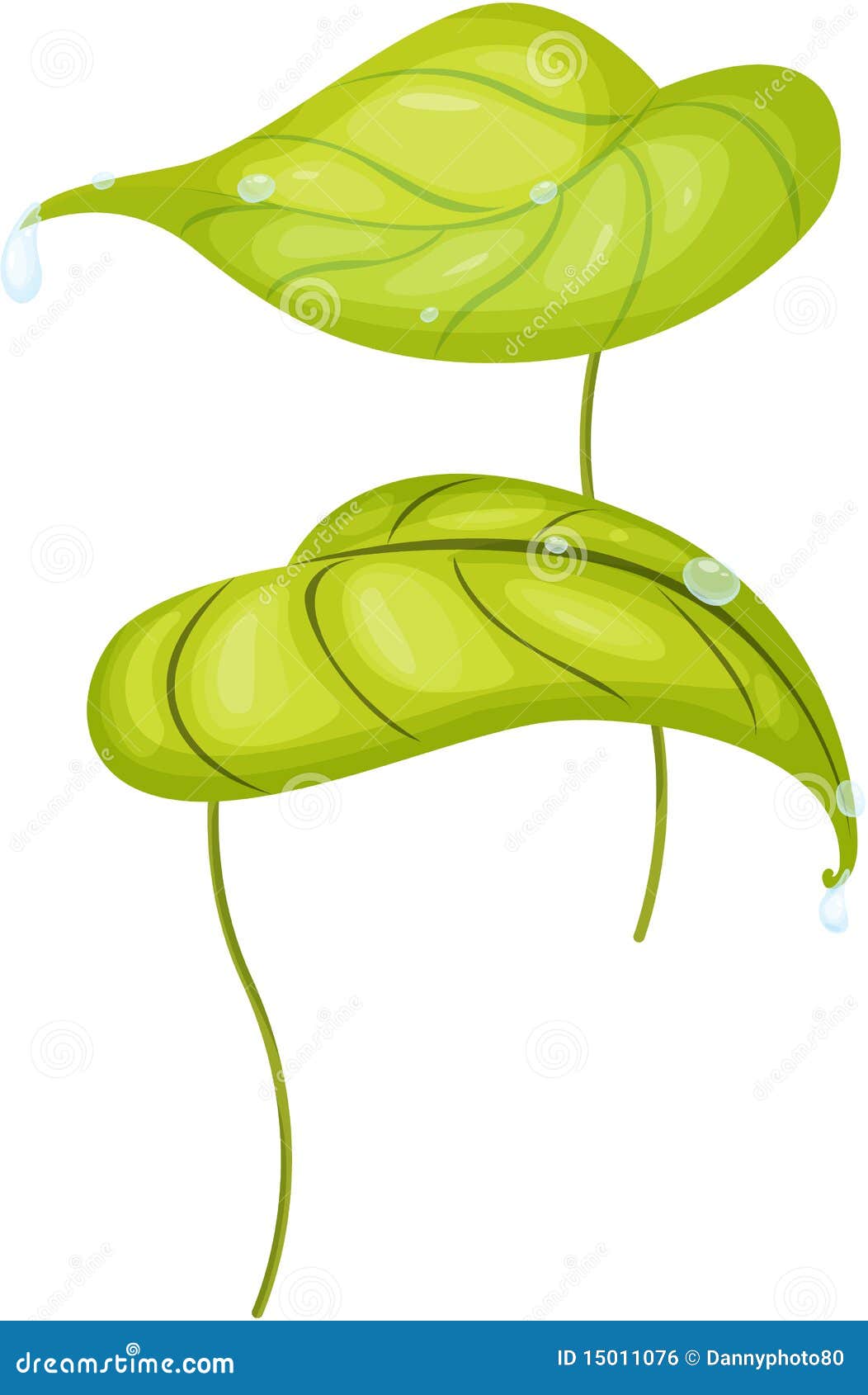 Two Leaves stock vector. Illustration of graphic, green - 15011076