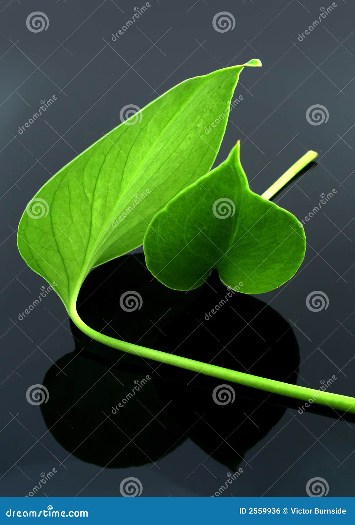 Two Leaves stock photo. Image of plant, stalks, leaves - 2559936