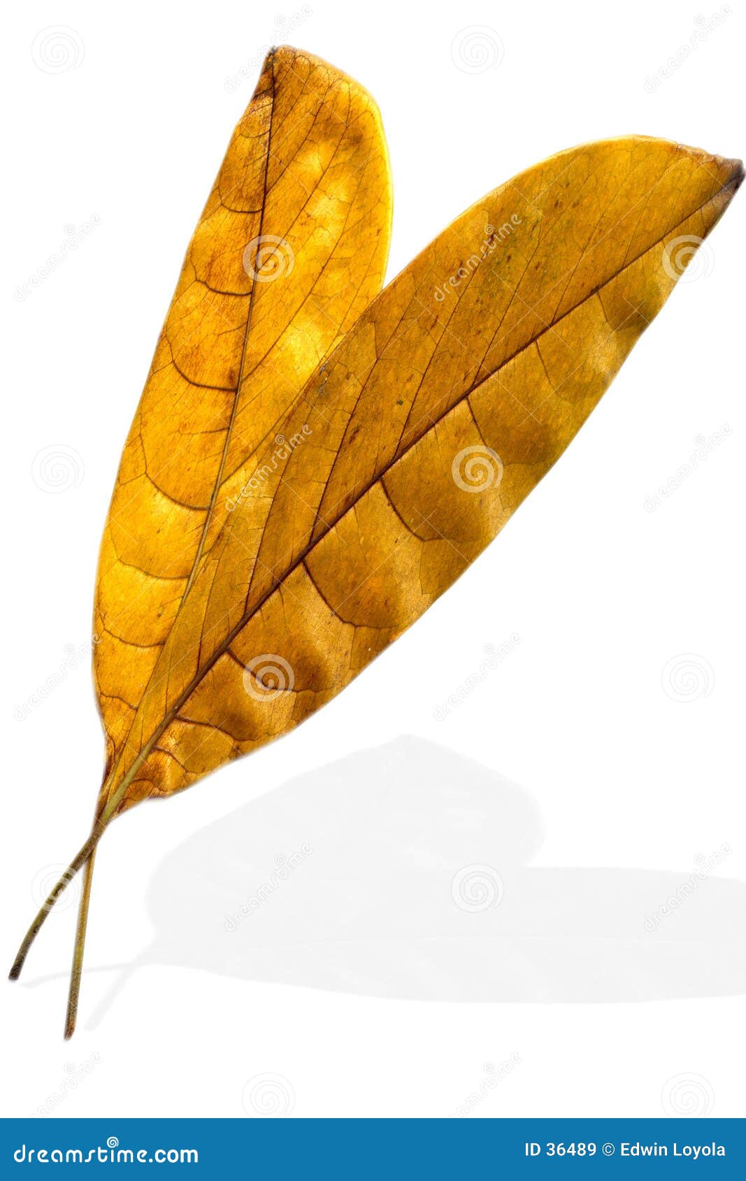 Two leaves stock image. Image of yellow, leaves, plant, gold - 36489