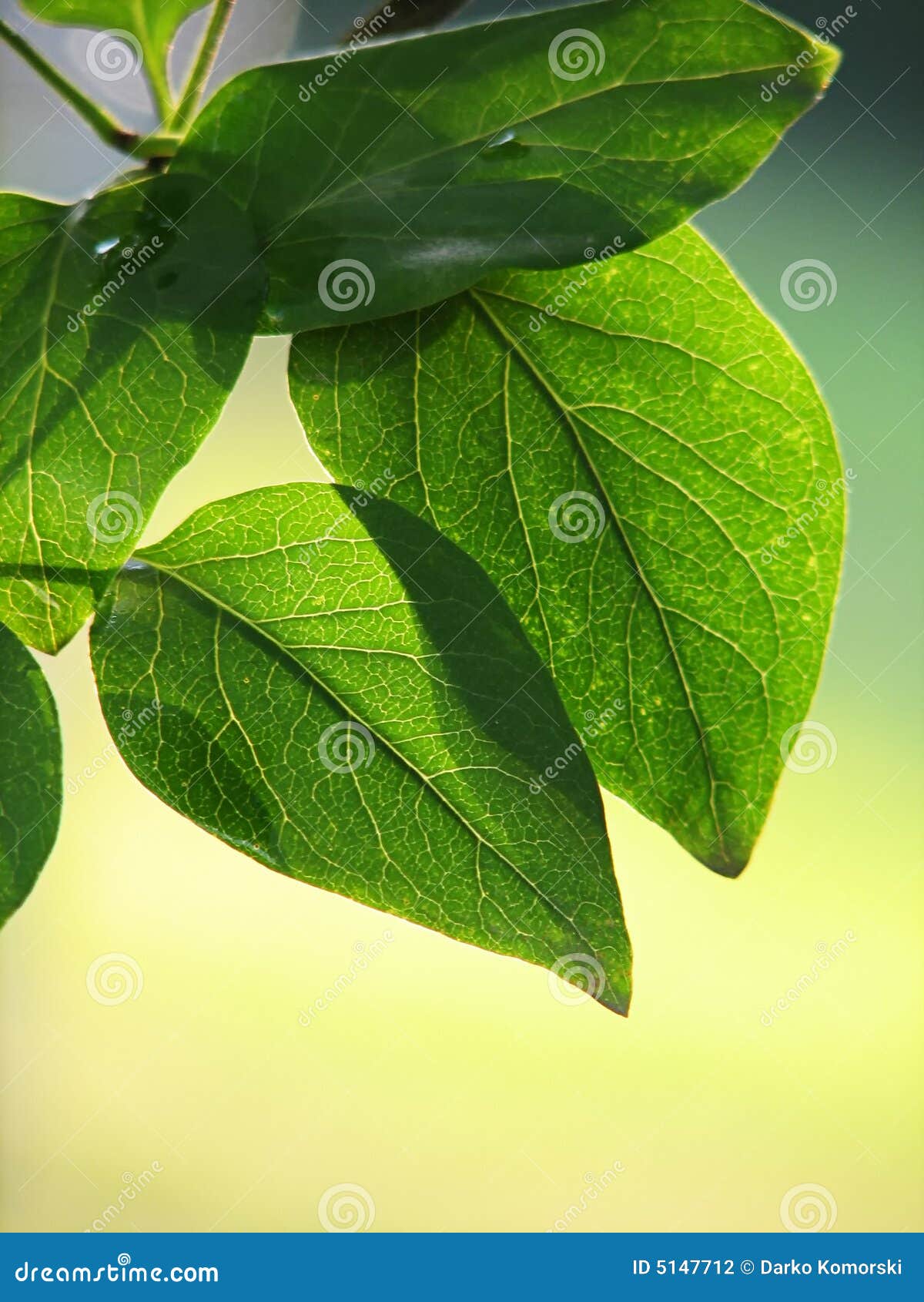 Two Leaves Picture. Image: 5147712