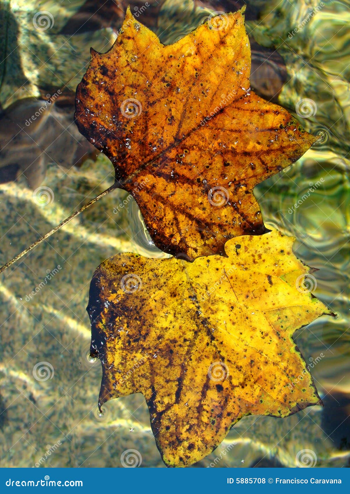 Two Leaves stock photo. Image of together, colorful, river - 5885708