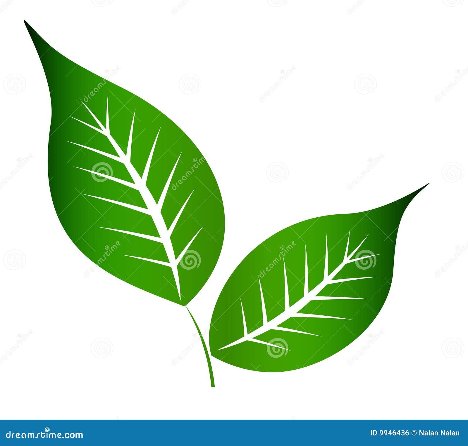 Two Leaves Royalty Free Stock Image - Image: 9946436