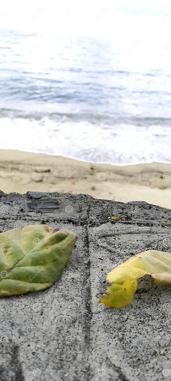 Two Leaves are on the Beach Stock Image - Image of calm, blue: 281817501