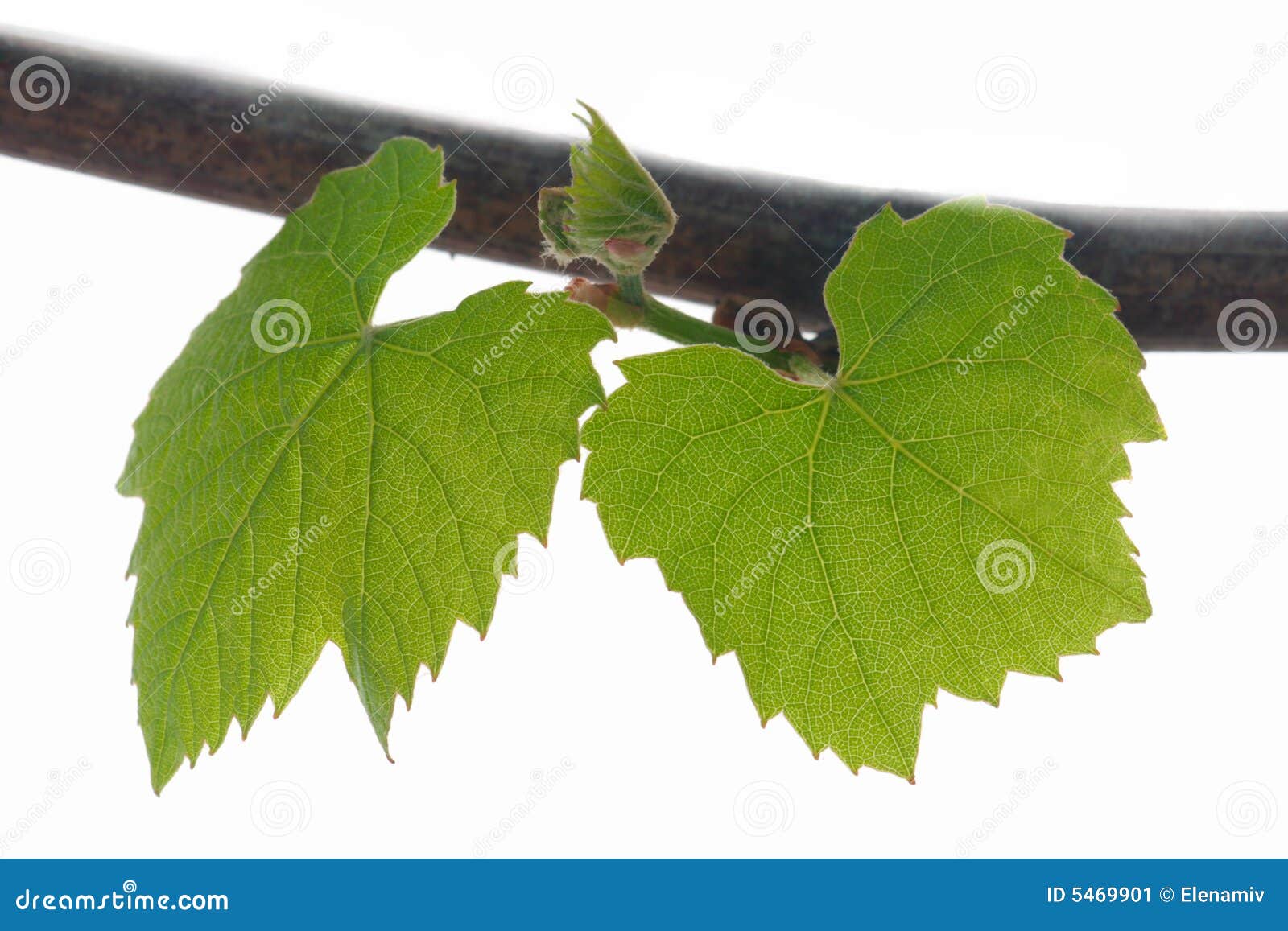 Two leaves on branch. stock image. Image of sunny, foliage - 5469901