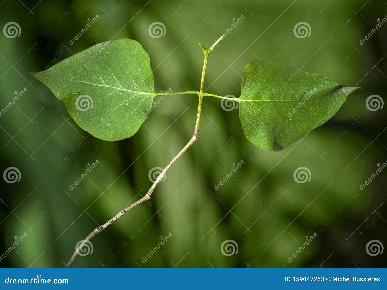 Two Leaves on a Branch in Deep Forest Stock Image - Image of close ...