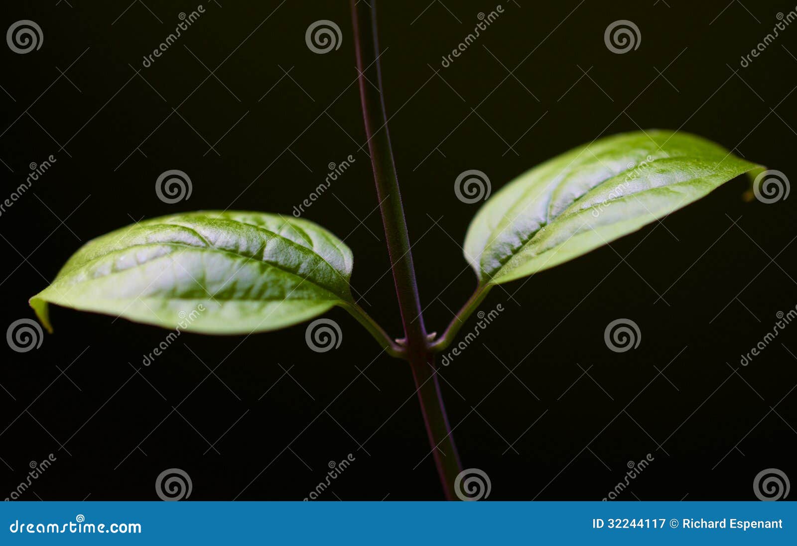Two Leaves stock image. Image of plant, green, single - 32244117