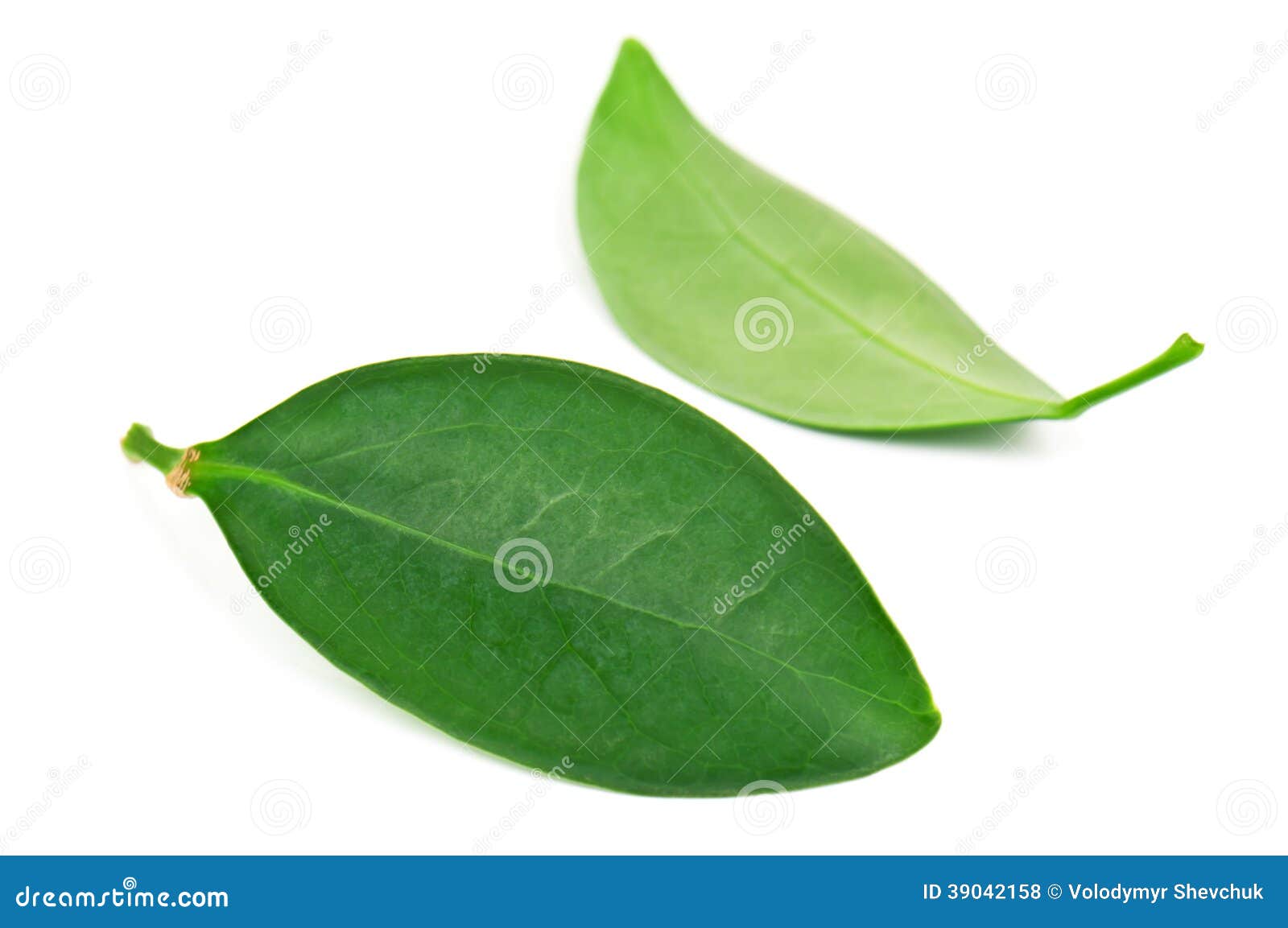 Two leaves stock photo. Image of tropical, medicine, nature - 39042158