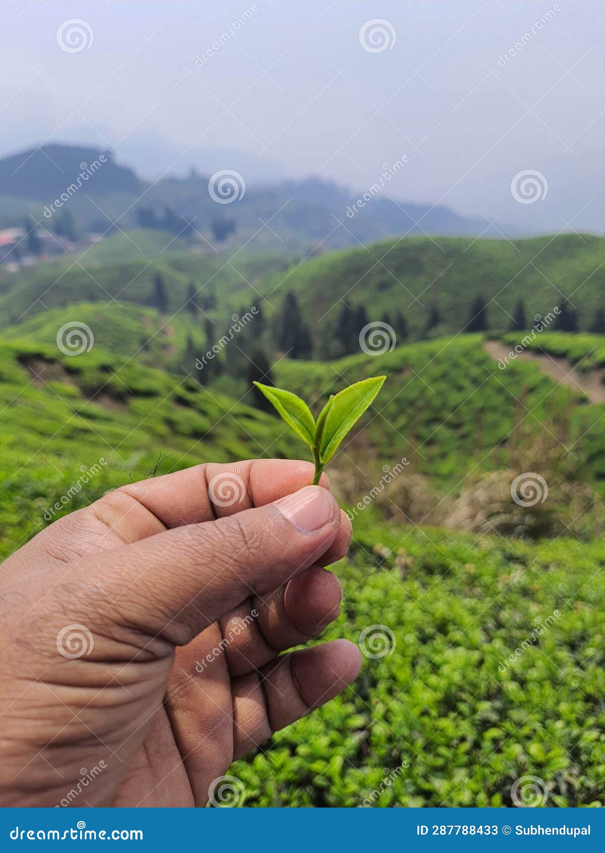 Two leaves one bud stock image. Image of tealeaves, leaves - 287788433