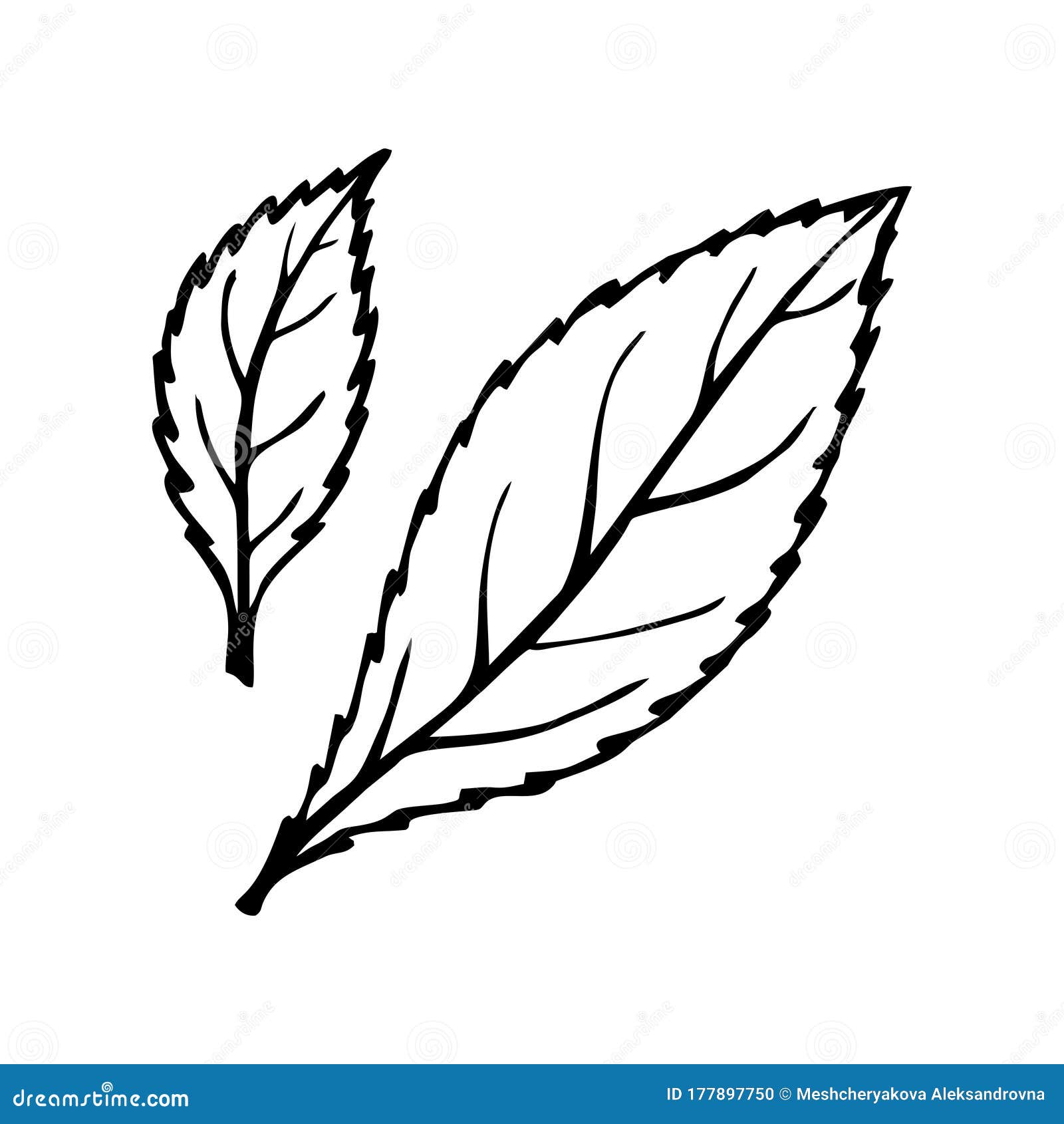 TWO LEAVES of a PLANT in a VECTOR Stock Illustration - Illustration of ...
