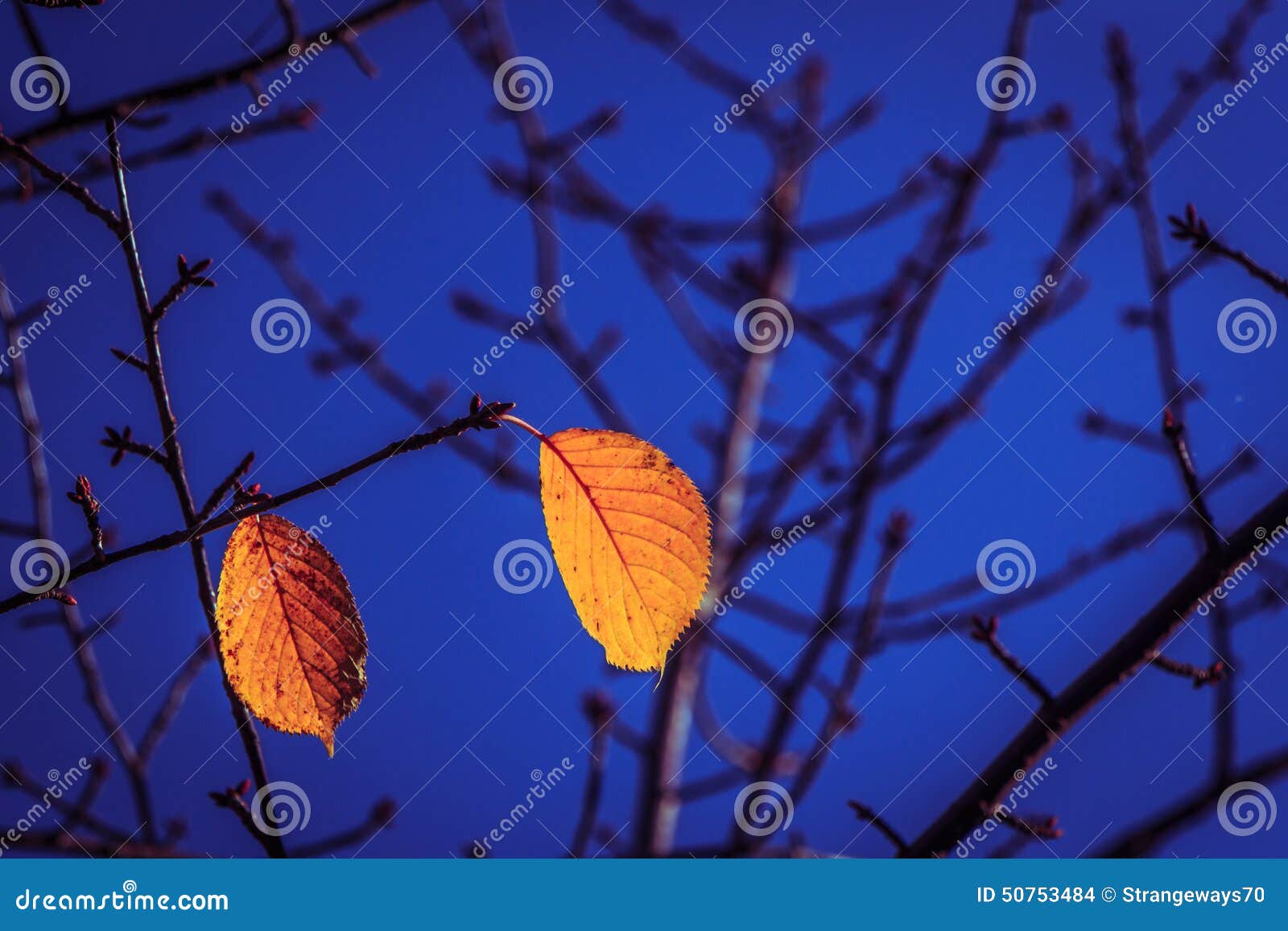 Two leaves stock photo. Image of autumn, colorful, environmental - 50753484