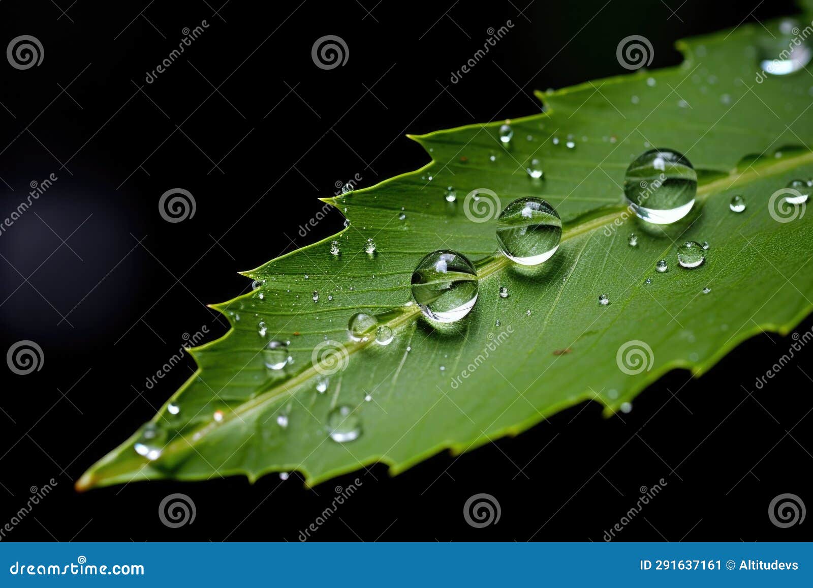 Two Leaves Sharing a Raindrop Stock Image - Image of generative ...