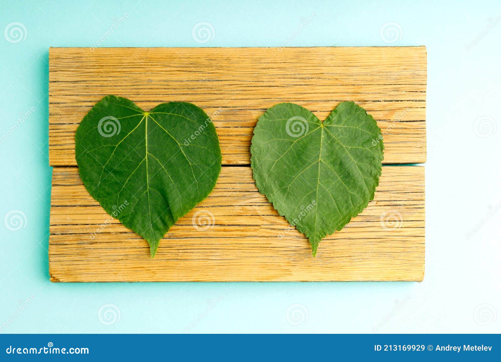 Two Leaves of a Tree Close-up on Old Boards Stock Image - Image of ...